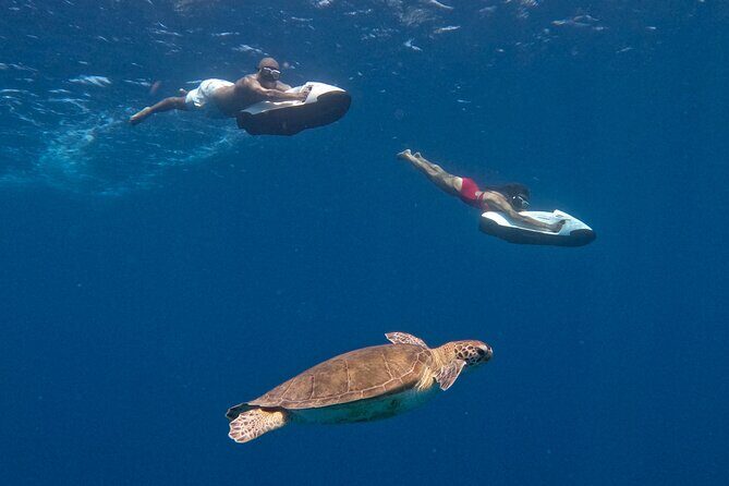 Curaçao Seabob in Playa Piskado Adventure with Sea Turtles - Accessibility and Practical Tips