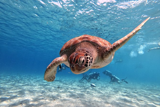 Curacao: Swimming with Sea Turtles and Grote Knip Beach Tour - Pricing and Value