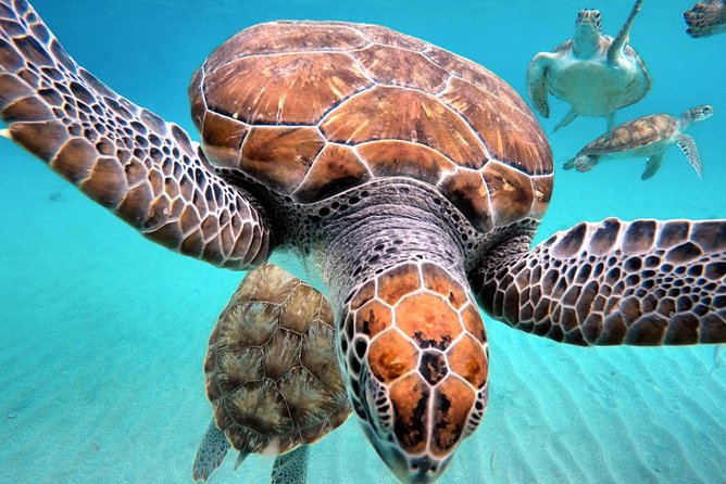 Curacao: Swimming with Sea Turtles and Grote Knip Beach Tour - Who Should Book This Tour?