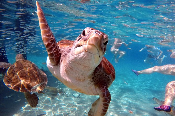 Curacao: Swimming with Sea Turtles and Grote Knip Beach Tour - FAQ