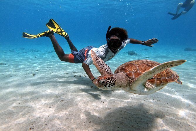 Curacao: Swimming with Sea Turtles meets Sea turtle beach - An In-Depth Look at the Tour