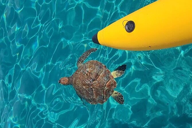 Curaçao: Waterbike Experience & Swim with Turtles Adventure - The Itinerary Breakdown