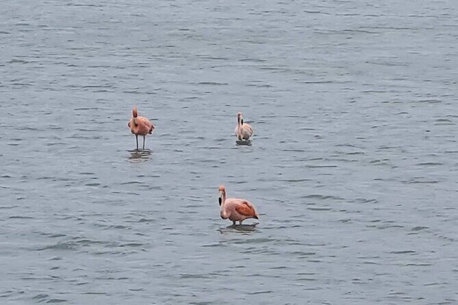 Curaçao West Coast Tour: Hato Caves, Grote Knip & Daaibooi Beach - Key Points