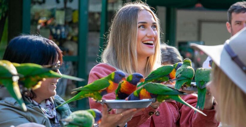 Currumbin Wildlife Sanctuary Entry Ticket - A Closer Look at Currumbin Wildlife Sanctuary
