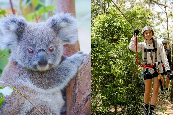Currumbin Wildlife Sanctuary Pass + The Treetop Challenge - Key Points
