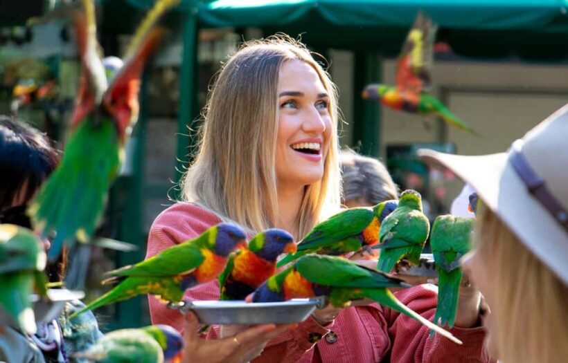 Currumbin Wildlife Sanctuary & TreeTop Challenge Combo - Who Will Enjoy This Experience?