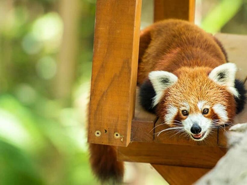 Currumbin Wildlife Sanctuary & TreeTop Challenge Combo - The Sum Up