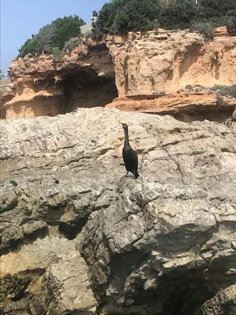 Curso de PaddleSurf, Visita Cuevas y Calas secretas, Snorkel - FAQ