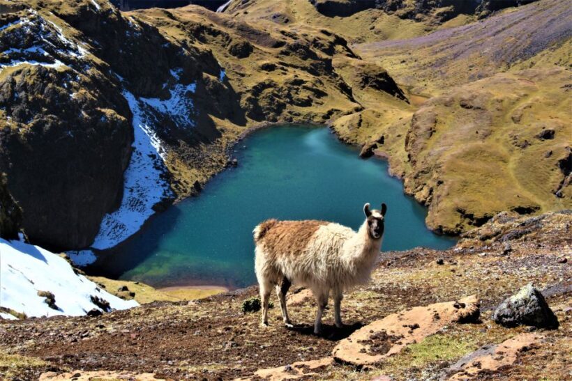 Cusco: 4-day Lares Trek Machu Picchu, Panoramic Train - Authentic Encounters and Local Interactions