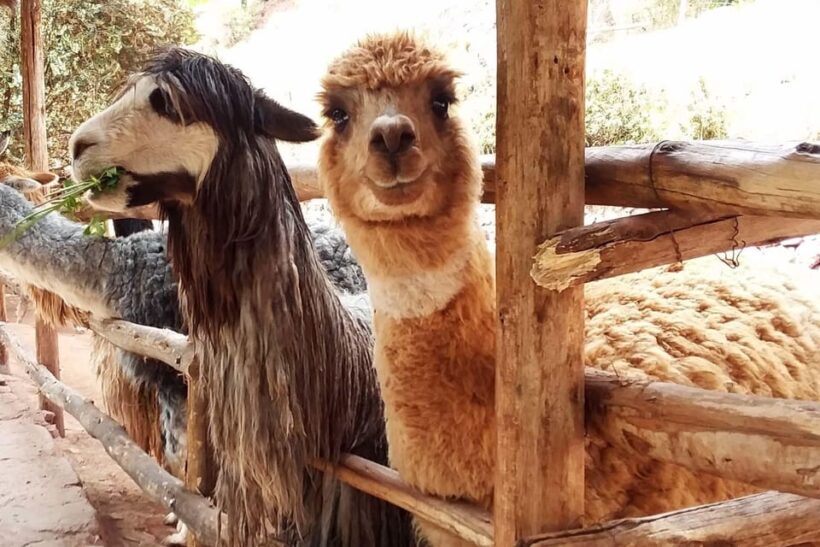 Cusco: Alpaca and Llama Farm Tour and Weaving Demonstration - Key Points