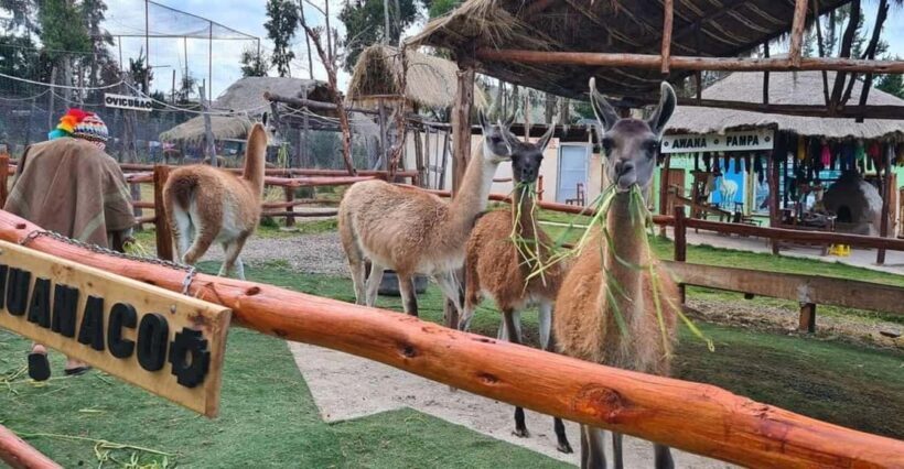 Cusco: Alpaca and Llama Farm Tour and Weaving Demonstration - Exploring the Alpaca and Llama Farm Experience