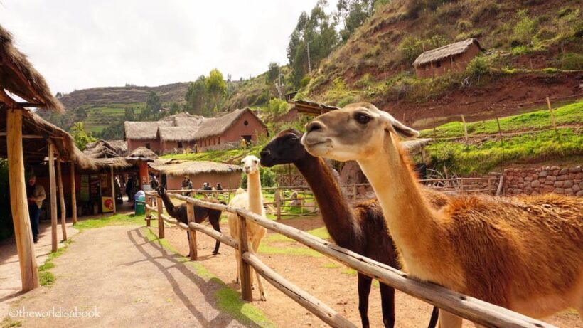 Cusco: Alpaca and Llama Farm Tour and Weaving Demonstration - Evaluating the Value