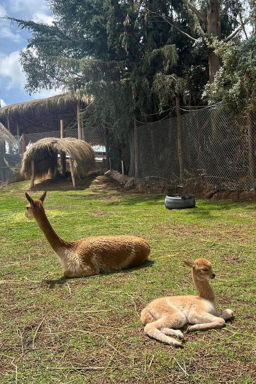 Cusco: Alpaca and Llama Farm Tour w/ Transfer & Weaving Demo - Key Points