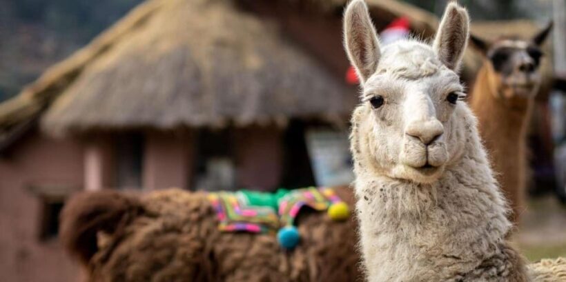Cusco: Alpaca therapy and healing with clay - The Sum Up