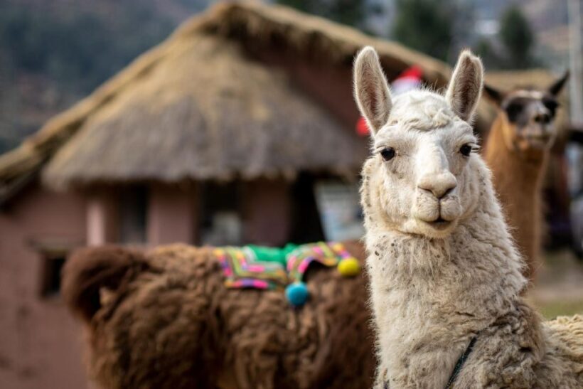 Cusco: Alpaca Therapy in the Cuyo Chico community |Half day| - Key Points