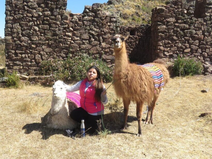 Cusco: Alpaca Therapy in the Cuyo Chico community |Half day| - Who Will Love This Tour?