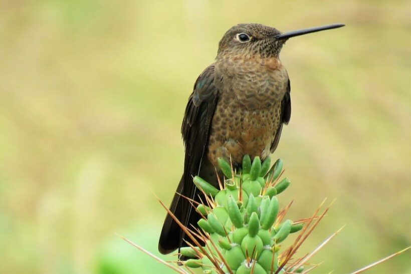 Cusco: Huacarpay Lake Bird Watching Tour with Breakfast - Key Points