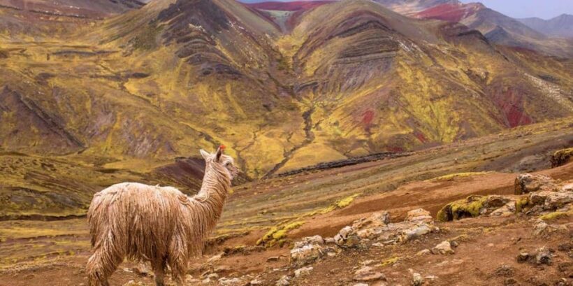 Cusco : Palcoyo - Rainbow Mountain Hidden Sister - Reviews and Real Traveler Insights