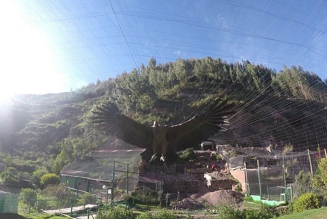 Cusco Sanctuary for Rescued Animals: Cochahuasi - Key Points