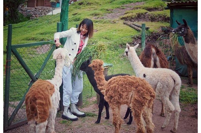 Cusco Sanctuary for Rescued Animals: Cochahuasi - Unique Rehabilitation Programs for Native Species