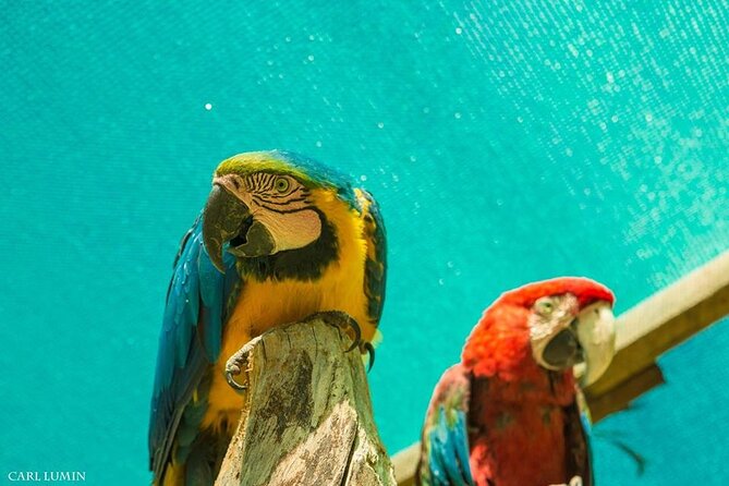 Cusco Sanctuary for Rescued Animals: Cochahuasi - Supporting the Sanctuarys Ongoing Work