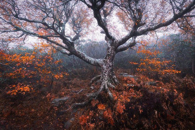 Custom Half-Day Photo Tour with Photography Lessons from Asheville - Final Words