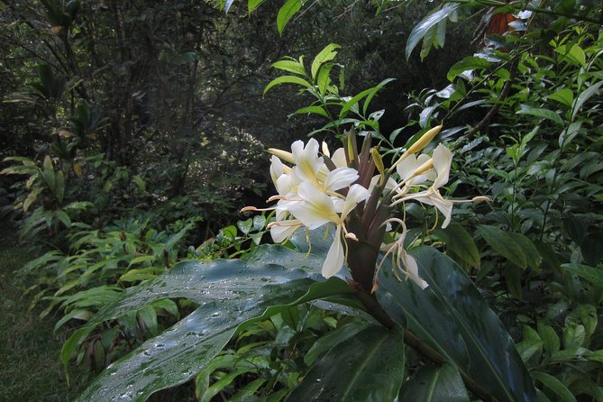 Custom Island Tour - for 4 to 5 People - up to 8 Hours - Private Tour of Oahu - Additional Information