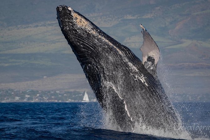 Custom Private Adventure - Pricing and Value