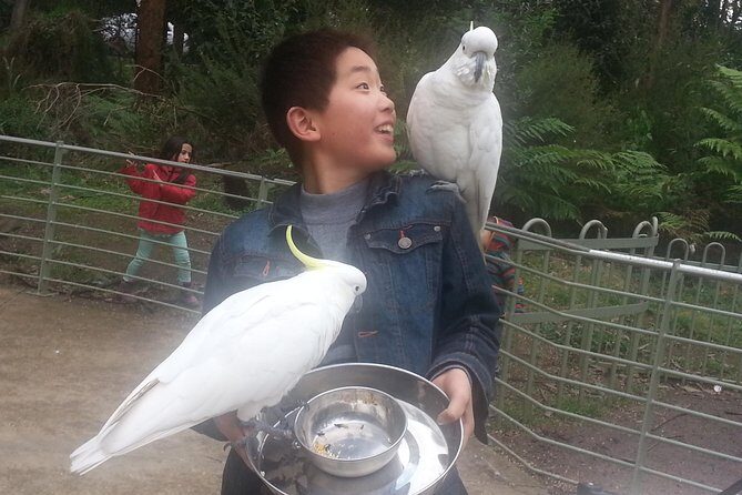 Custom Private Day Tour Melbourne to all surrounding areas for up to 11 people - An In-Depth Look at the Experience