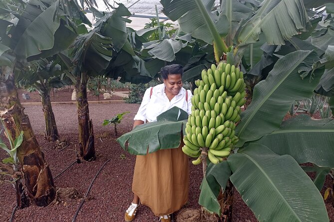 Custom Private Full-Day Tour into the Heart of Tenerife - Exploring Tenerife’s Geology and Scenic Highlights