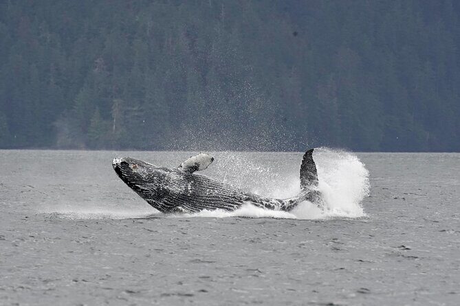 Customizable Private Wildlife Tour - An In-Depth Look at What Makes This Tour Stand Out