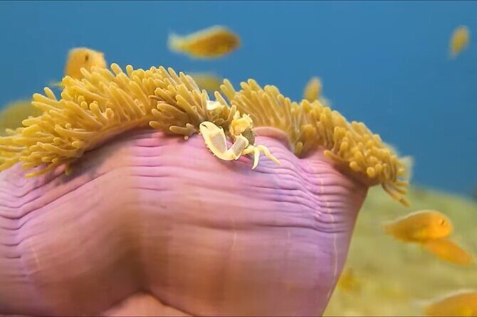 Customize Snorkeling with Option shopping Lunch & Stop local food - Who Should Book This Tour?