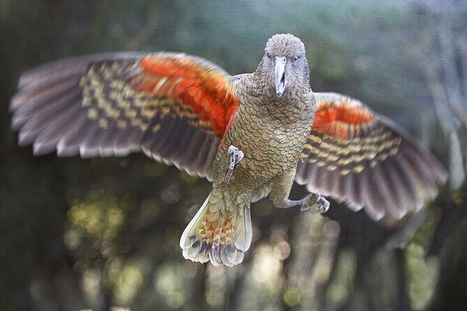 Cutta Cutta Caves Nature Park Guided Tours - The Sum Up