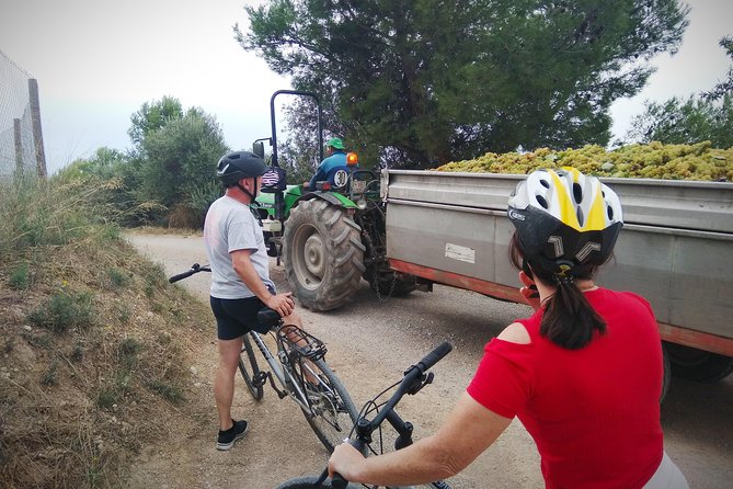 Cycling for Vino Bike Ride From Sitges, Barcelona With Hotel Pick Up. - Wine Tasting at Local Wineries
