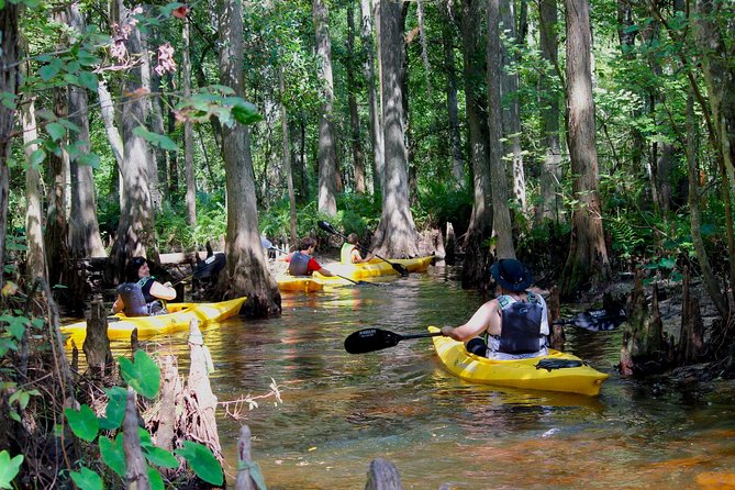 Cypress Forest: Guided Nature Kayak Eco-Tour - Exploring the Cypress Forest: Guided Nature Kayak Eco-Tour
