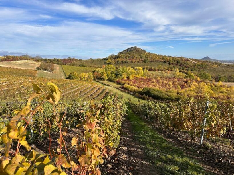 Czech Vineyards and Wine Tasting 4WD Tour with Lunch - In The Sum Up