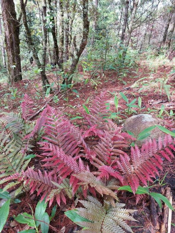 Da Lat City Sunrise Cloud Hunting Tour With Breakfast - Scenic Photo Opportunities