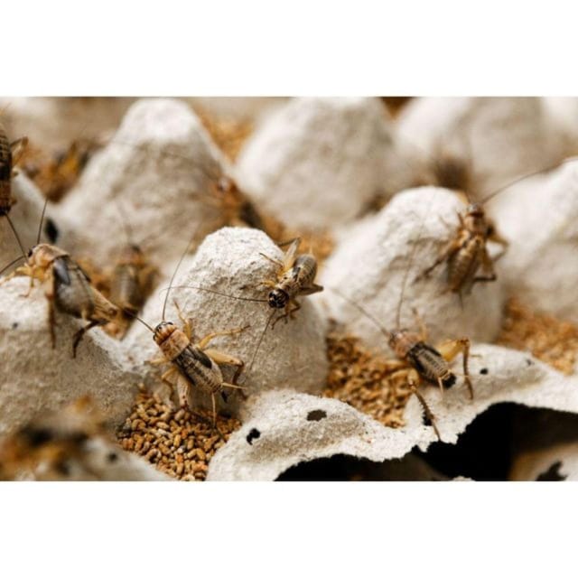 Da Lat: Explore Countryside trip with Motorbike Rider - Authentic Experiences and Real Reviews