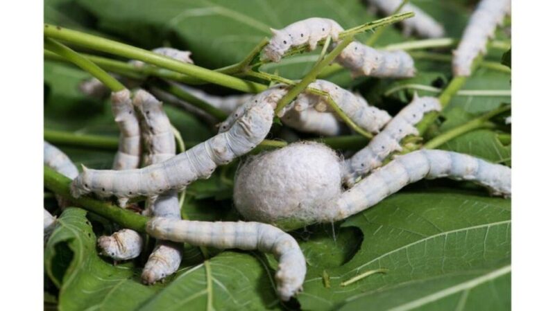 Da Lat: Explore Countryside trip with Motorbike Rider - Who Should Consider This Tour?