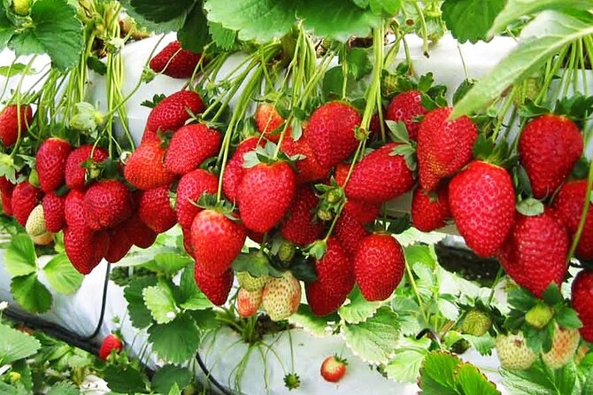 Da Lat Full-day Tour with Langbiang Mountain, Datanla Waterfall, Crazy House - Practical Details