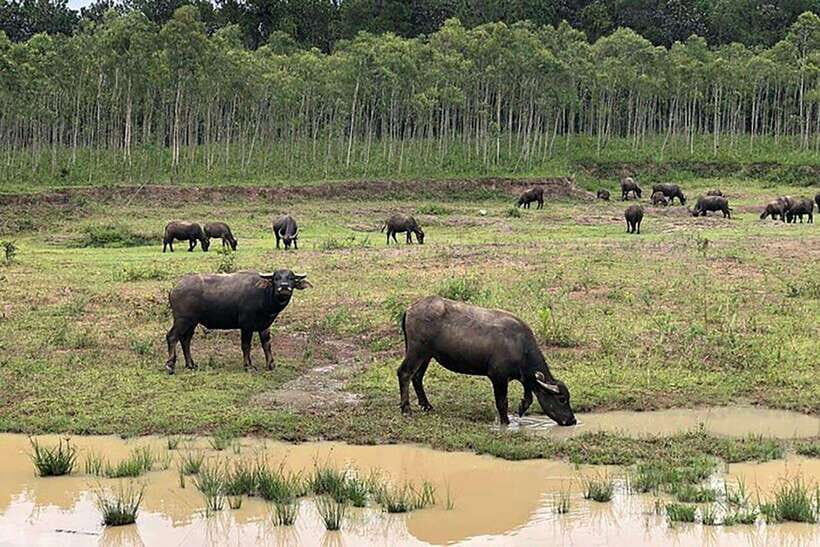 Da Lat Loop Tour On Private Car - The Itinerary: A Deep Dive into What You’ll See and Experience
