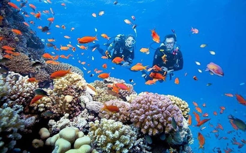 Da Nang/Hoi An: Cham Island Snorkeling or Diving Tour - Key Points