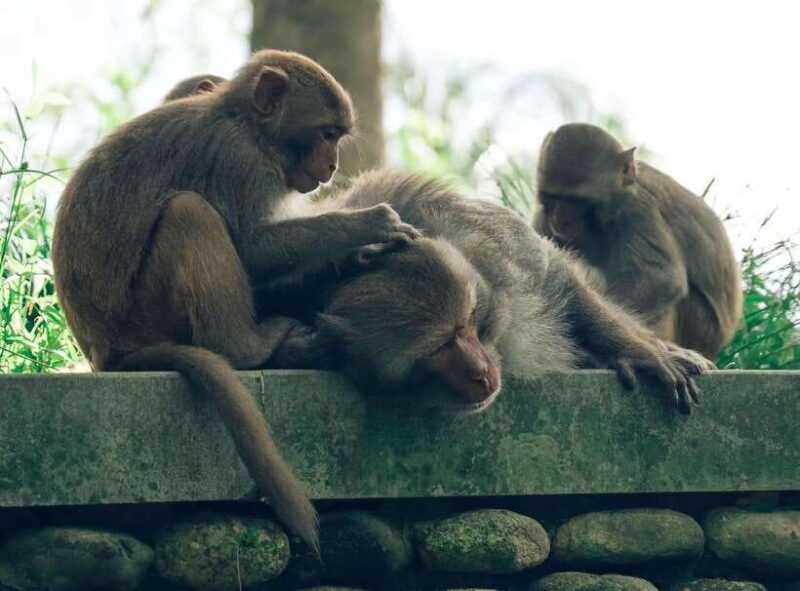 Da Nang: Marble Mountain, Lady Buddha and Hidden Gems Tour - Cultural Insights at the Cham Museum