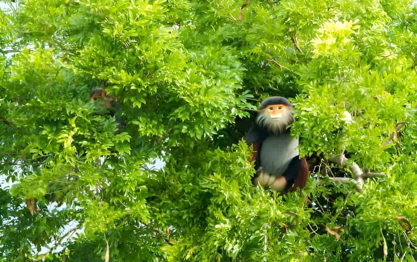 Da Nang: Wildlife watching, Douc Langurs watching, education - Exploring Da Nang’s Wildlife: A Guide to the Douc Langur and Nature Reserve Tour