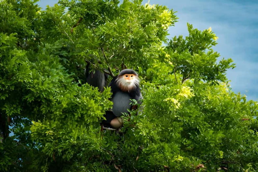 Da Nang: Wildlife watching, Douc Langurs watching, education - Key Points