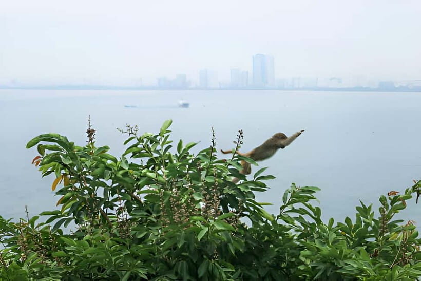 Da Nang: Wildlife watching, Douc Langurs watching, education - Who Will Love This Tour?