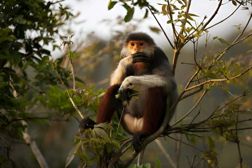 Da Nang: Wildlife watching, Douc Langurs watching, education - Final Thoughts