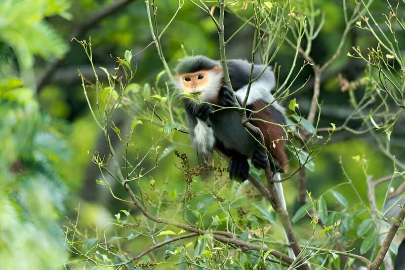 Da Nang: Wildlife watching, Douc Langurs watching, education - FAQ