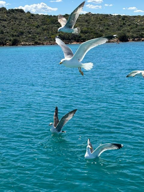 Da Palau:Tour in barca a vela nell'Arcipelago La Maddalena - Key Points