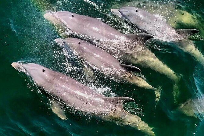 Daily Dolphin Cruise + Sightseeing Tour on Pensacola Beach - The Value of the Experience